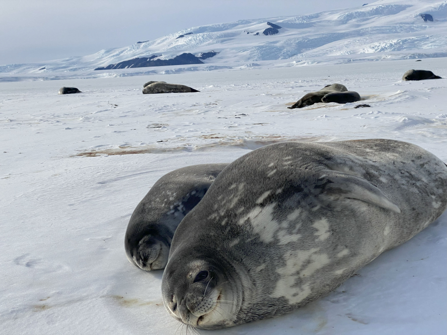 The USAP Portal: Science and Support in Antarctica - 2025-2026 Science ...