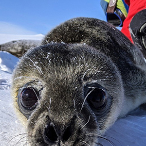 The USAP Portal: Science and Support in Antarctica - Seal pupping ...